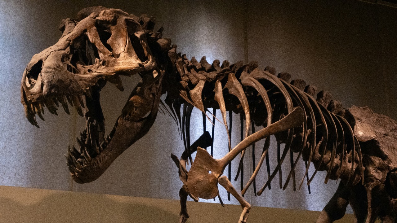Blood vessels preserved inside the world’s largest T rex reveal a ...