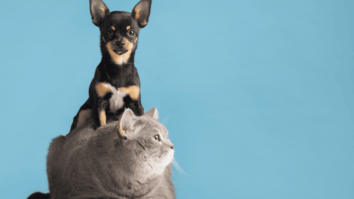 Happy dogs: why socialization is more important than many owners believe