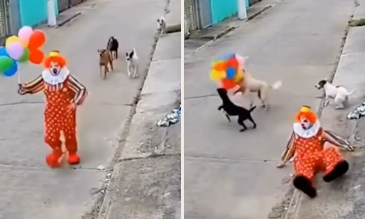 Captan a una manada de perros robándole sus globos a un payaso | Video