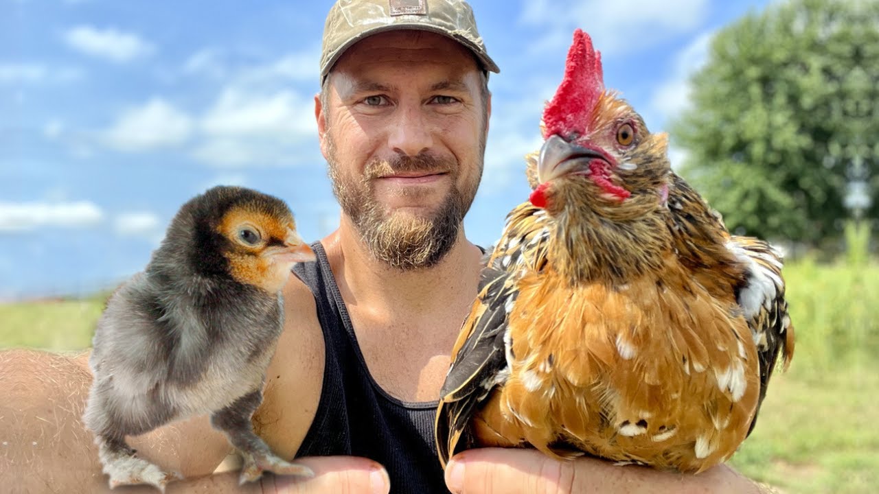 The journey of baby chicks