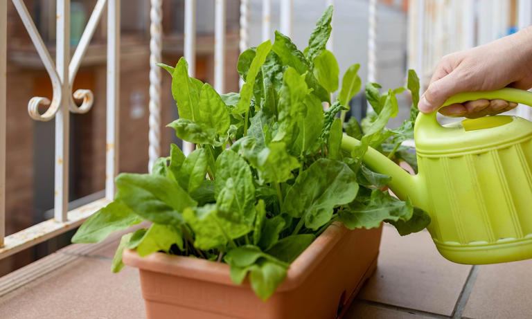 In full bloom! Turning your balcony into a mini garden could improve ...