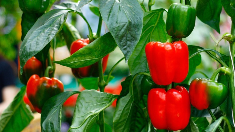 9 companion plants that thrive next to parsley in the garden