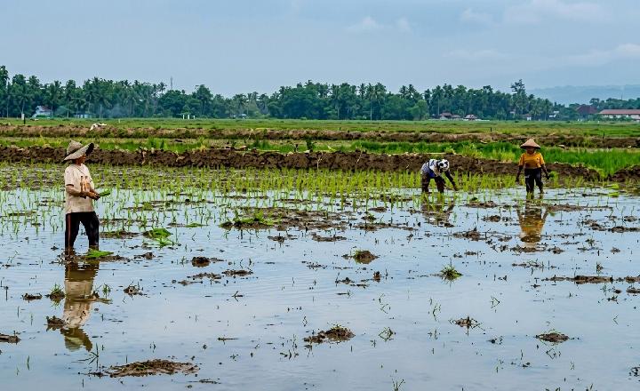 Ribuan hektare sawah terdampak bencana Sumatera mulai ditanami kembali