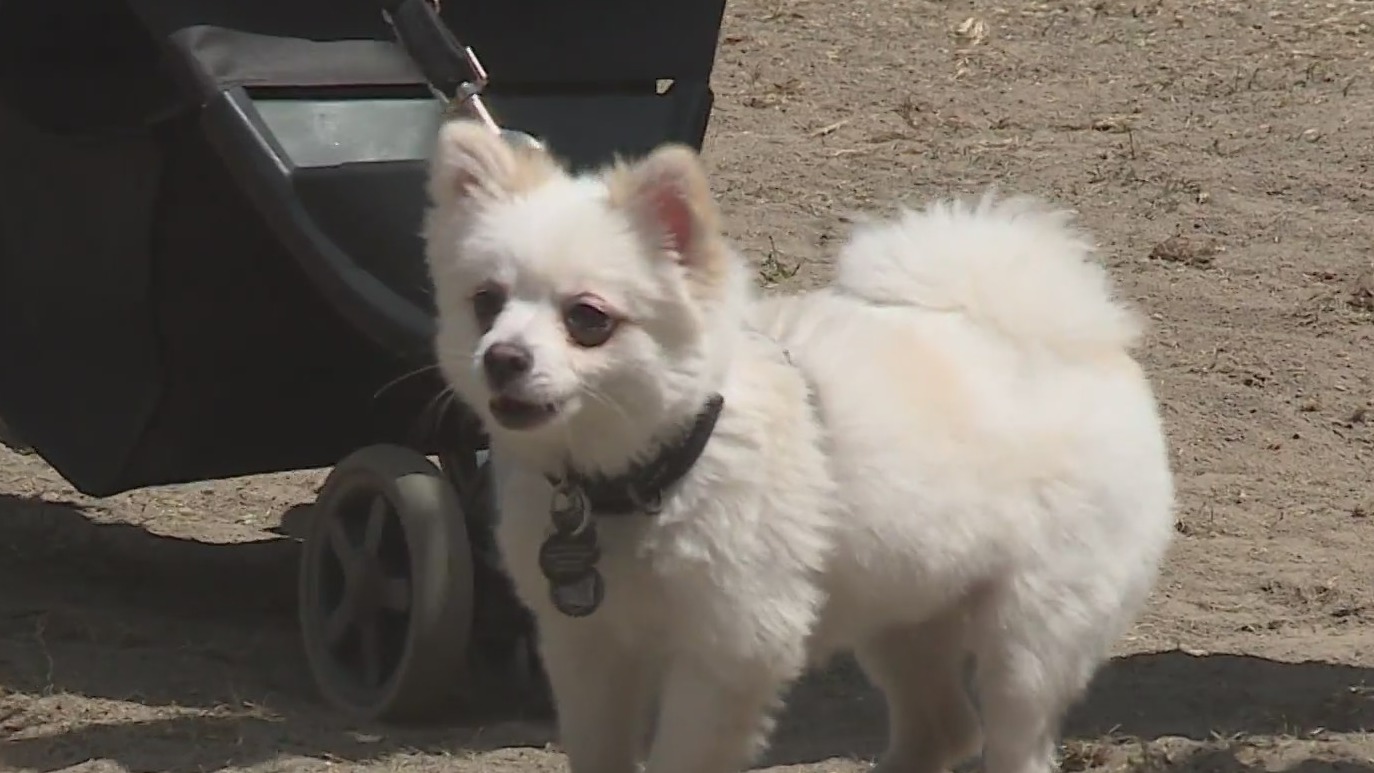 2026 'Doggie Dash' attracts dogs and llamas alike in Portland