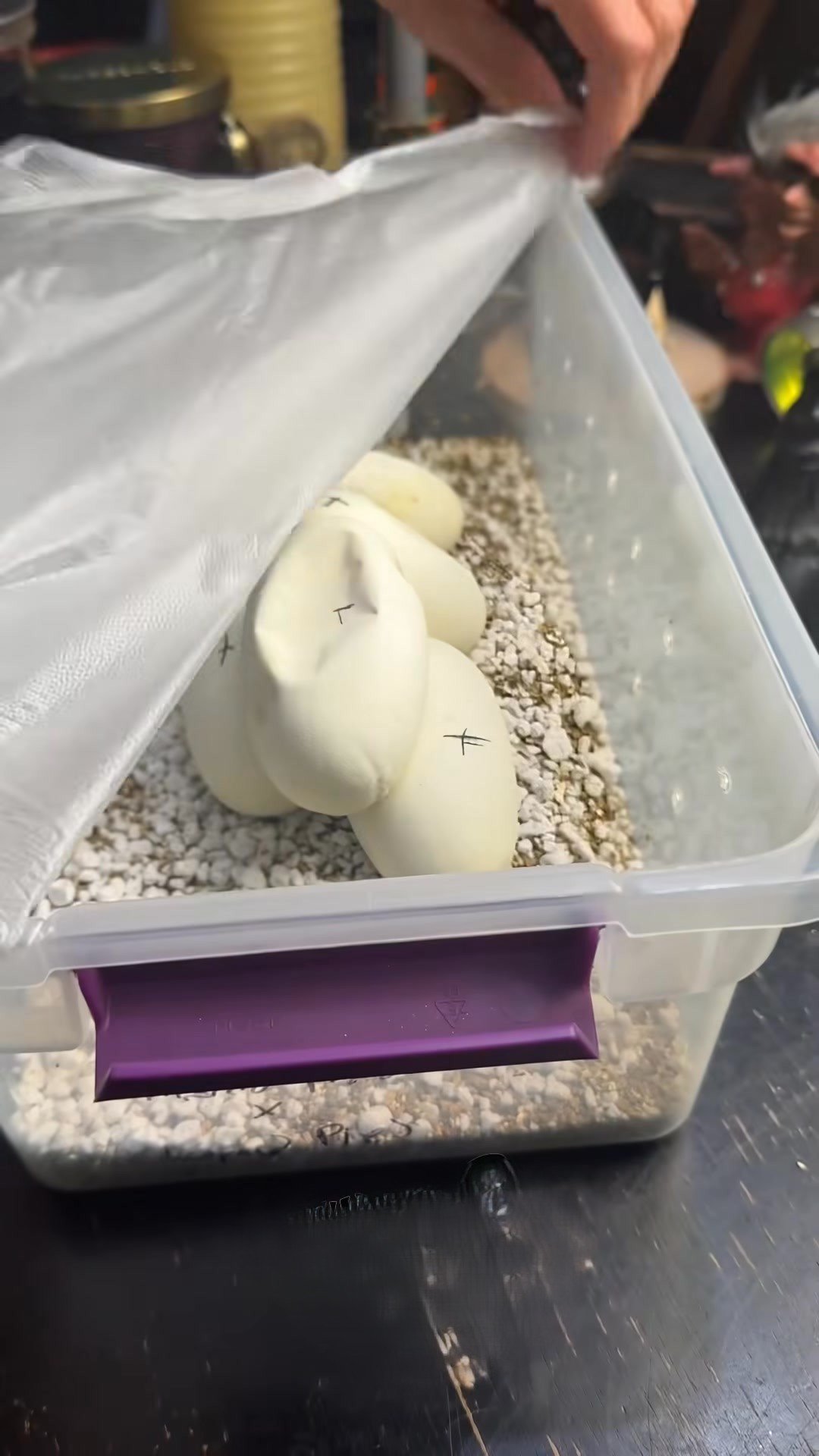 Day 40 of incubation with the Molinaro Snake Lab