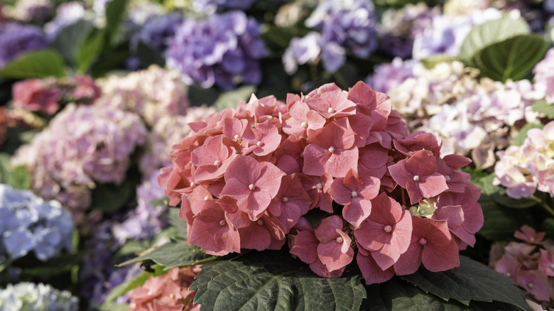 15 flowers to plant in May for beautiful blooms all summer long