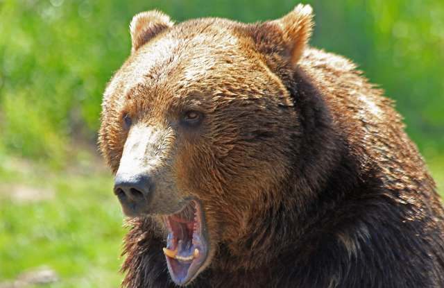 Bear attack injures two hikers and forces Yellowstone closures: 'I have ...