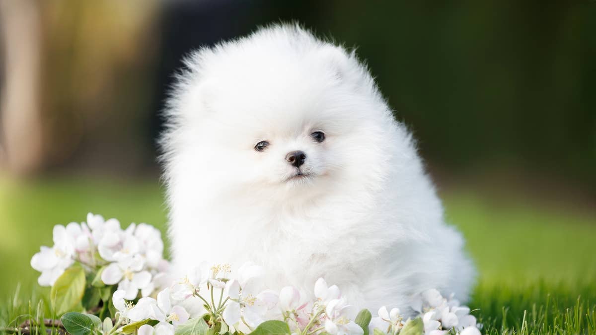 Tiny teacup Pomeranian looks like the world's fluffiest kitten