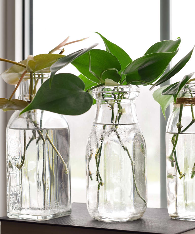 IKEA's propagation set is the most stylish way to transform your indoor ...