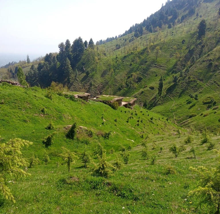 Tribal herders in Kulgam invoke FRA to reclaim land seized after 2019
