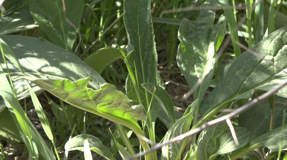 Twin Falls County warns of toxic noxious weeds as summer approaches
