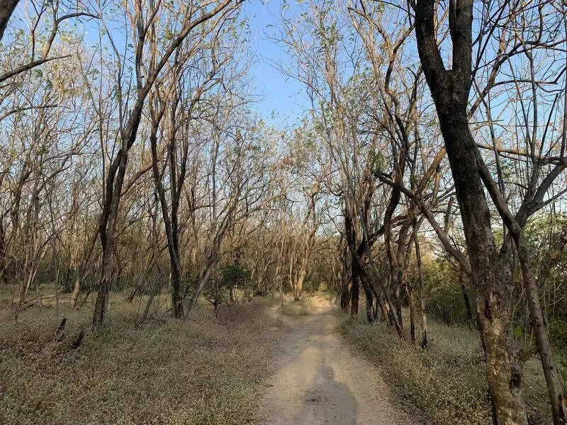 Experts & residents urge caution over Miyawaki plantation plan on Vetal ...