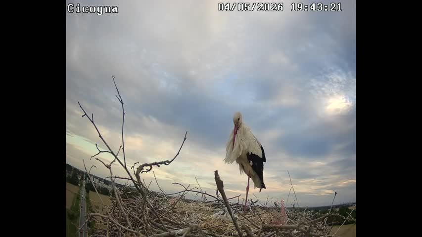 In the nest on the 5G tower in Milan area, six stork chicks have been ...