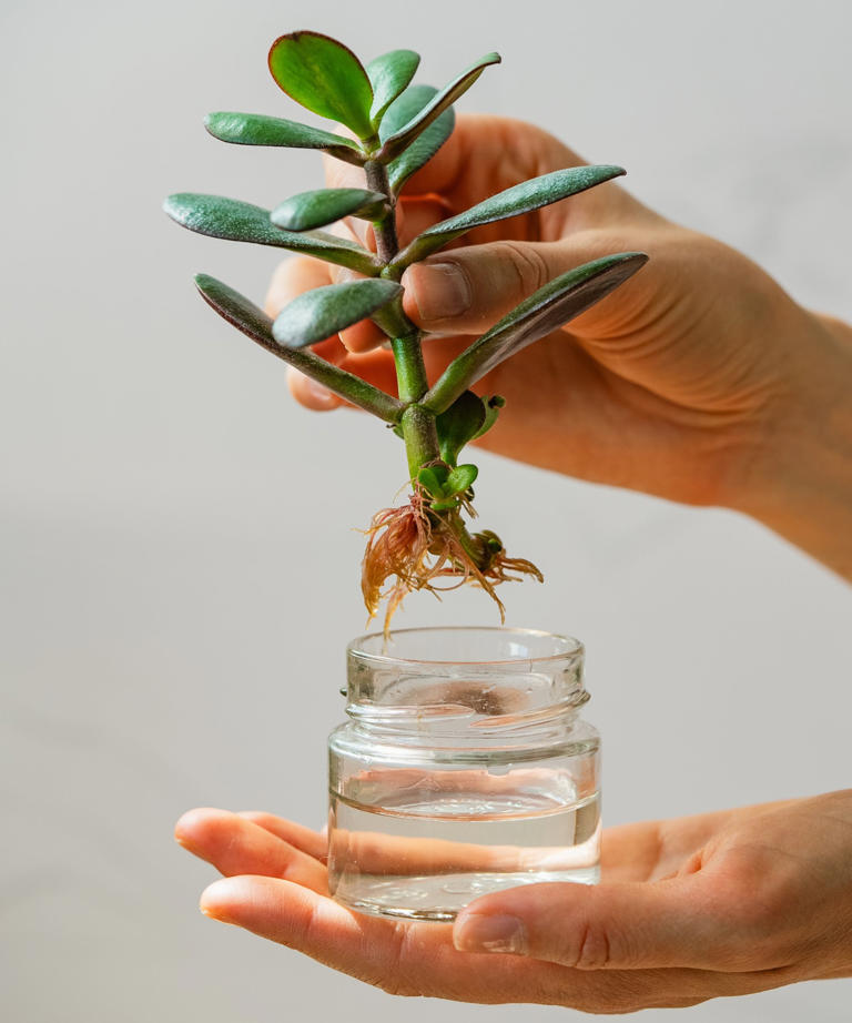 IKEA's propagation set is the most stylish way to transform your indoor ...