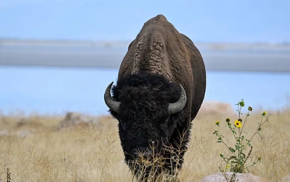 Utah adventures for nature and wildlife lovers