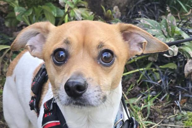 Shy rescue dog Tommy needs calm home to build confidence