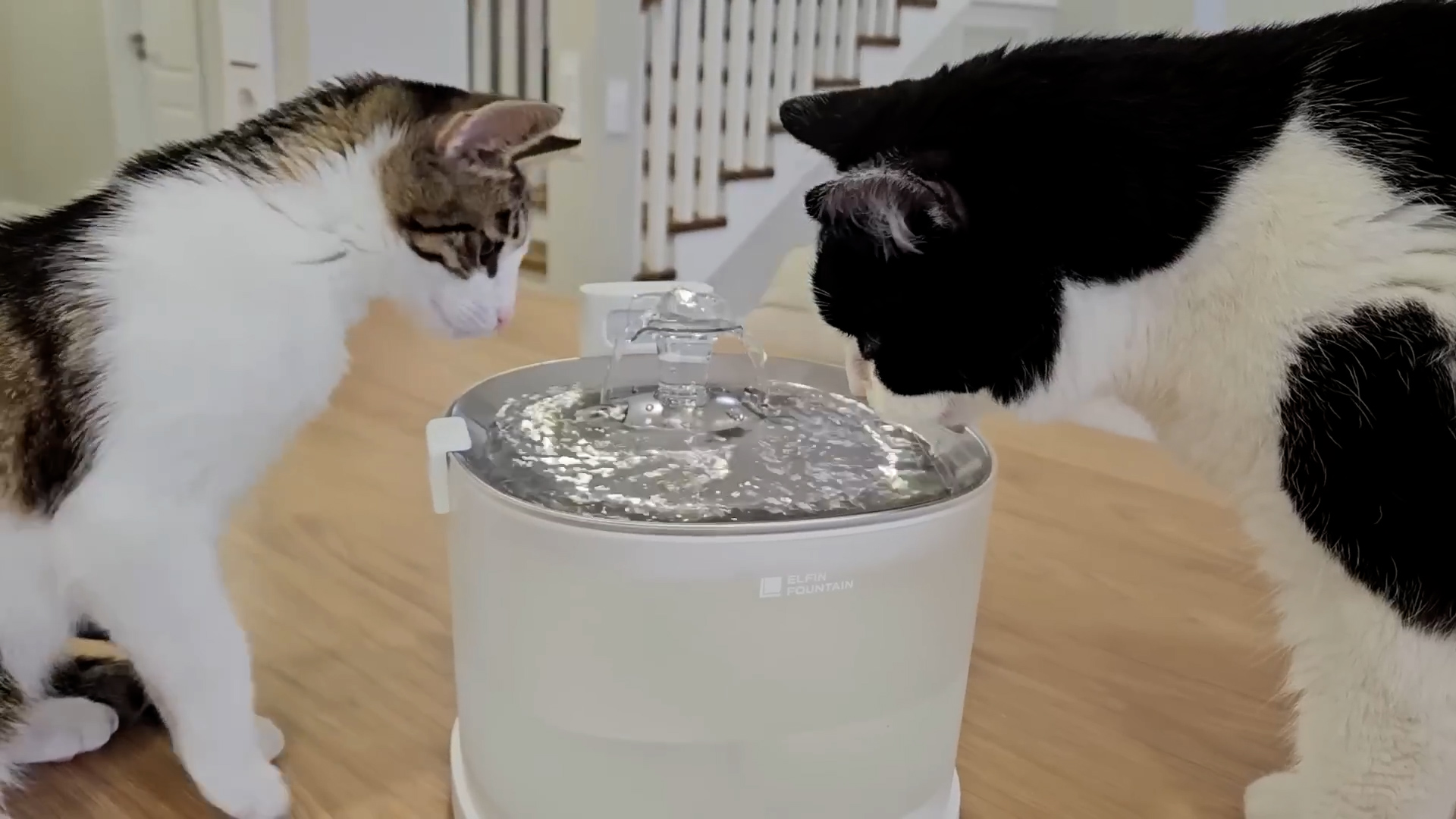 Waarom deze katten ineens weer begonnen te drinken