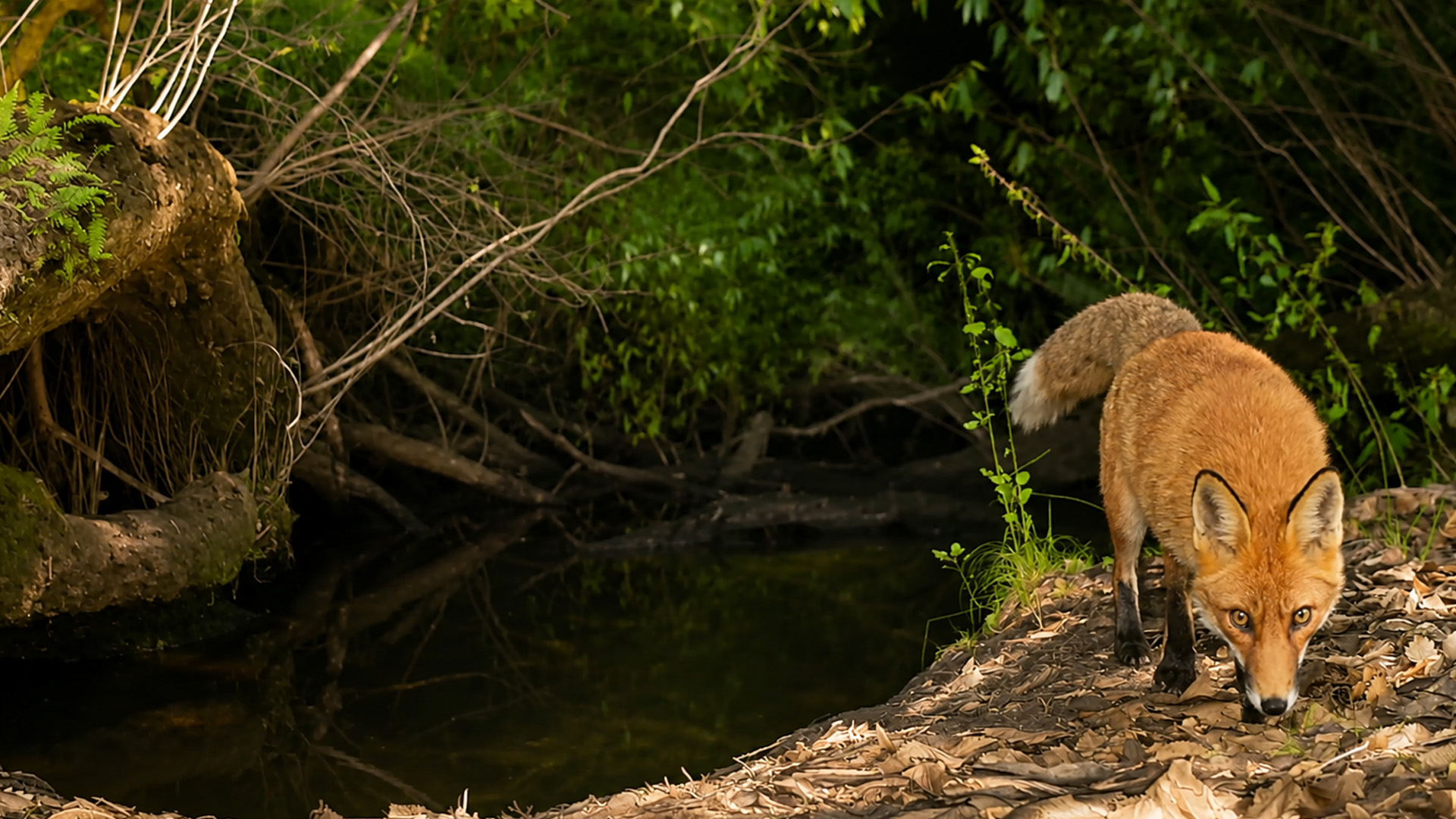 Hidden camera reveals a fox searching for food by the stream