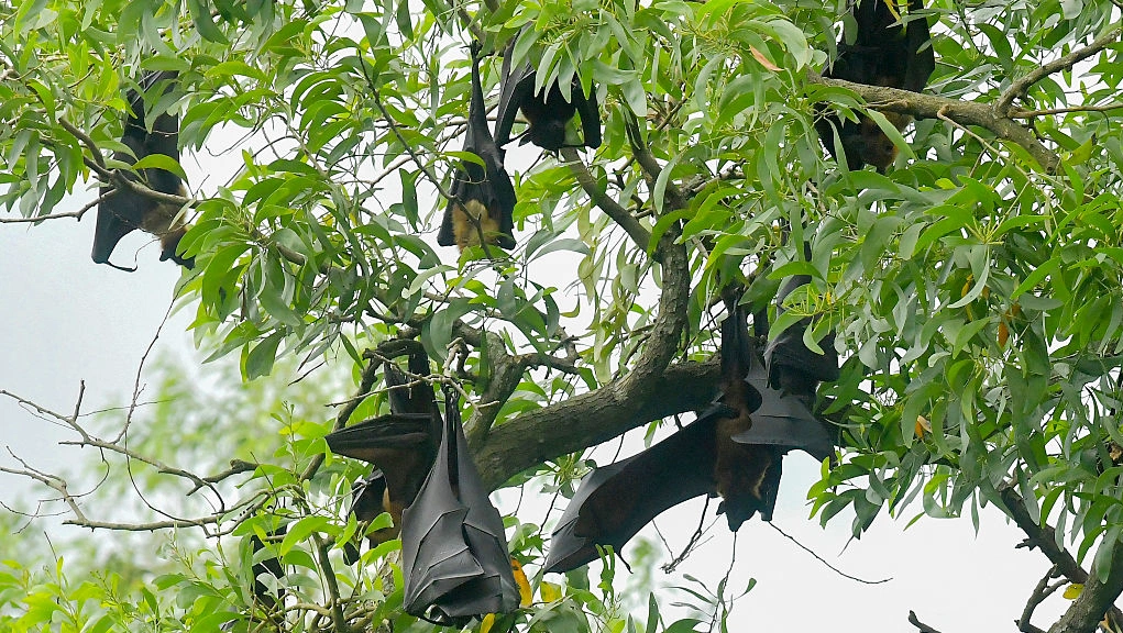 Why bats might be your garden’s secret heroes