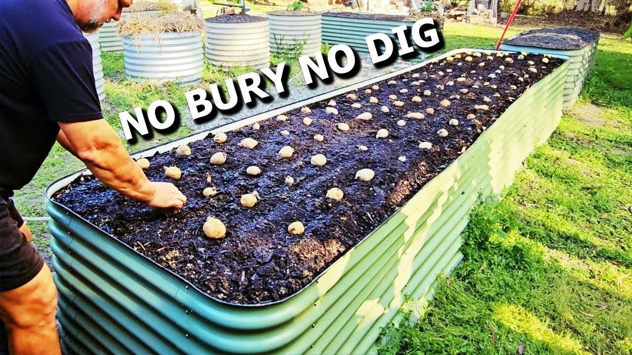 No-dig potatoes in raised beds: Surprising harvest results | Self ...