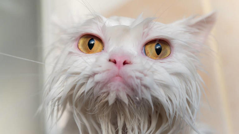 Persian cat getting a bath sounds like a warbly ghost and people can’t ...