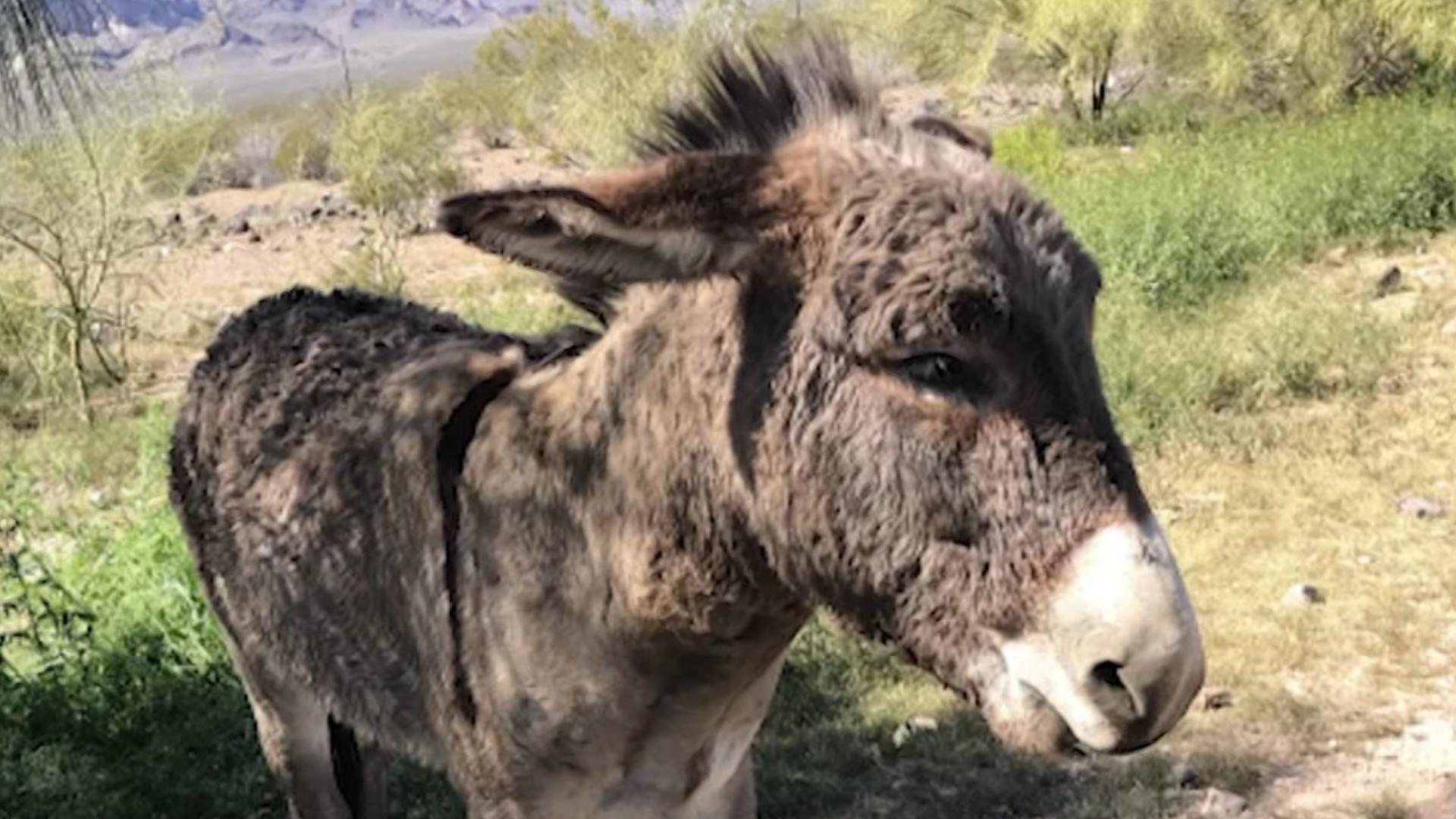 Burro saved from septic tank in Arizona