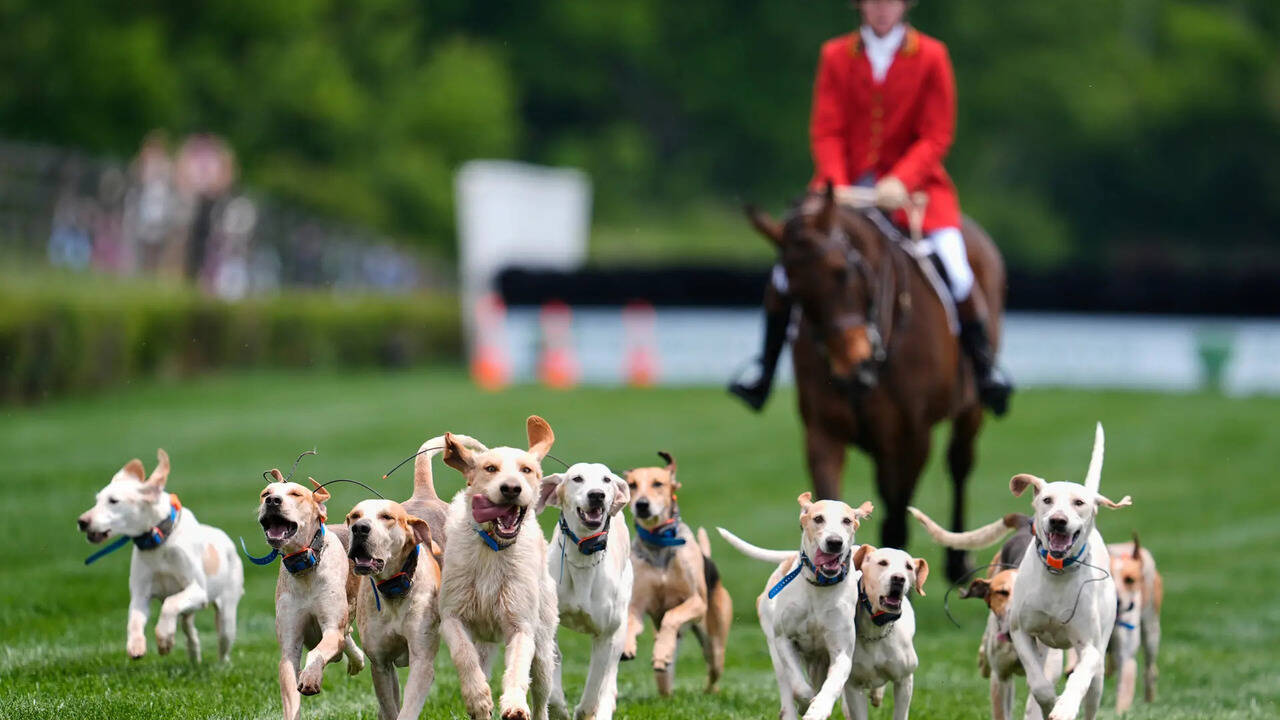 Iroquois Steeplechase features exciting foxhound parade to open horse ...