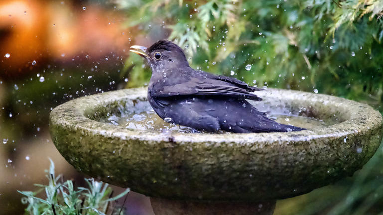 Goodbye Traditional Bird Baths: There's An Amazon Find That Meets Every ...