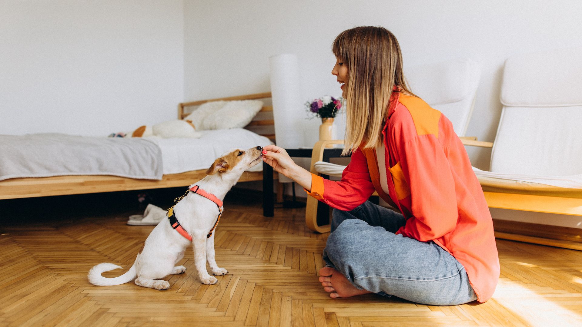 Top tips for first-time dog owners