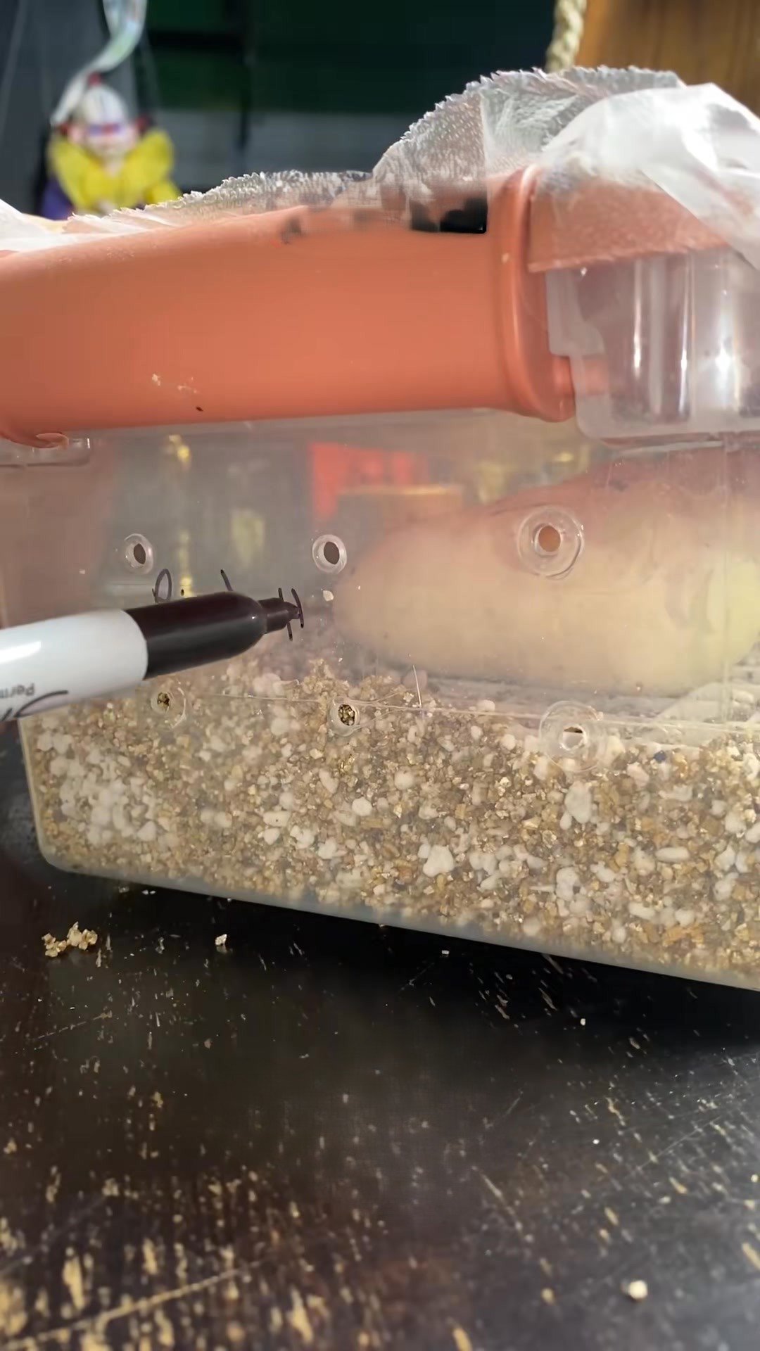 A rare egg-laying moment at the Molinaro Snake Lab