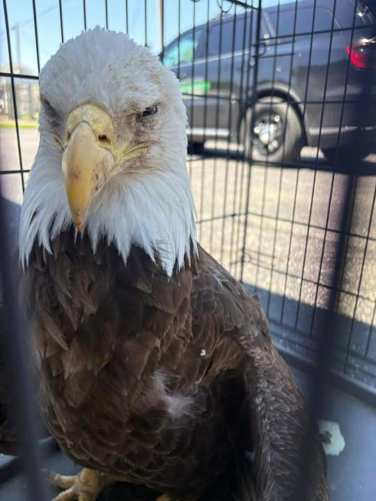 Cicero police officer rescues injured bald eagle