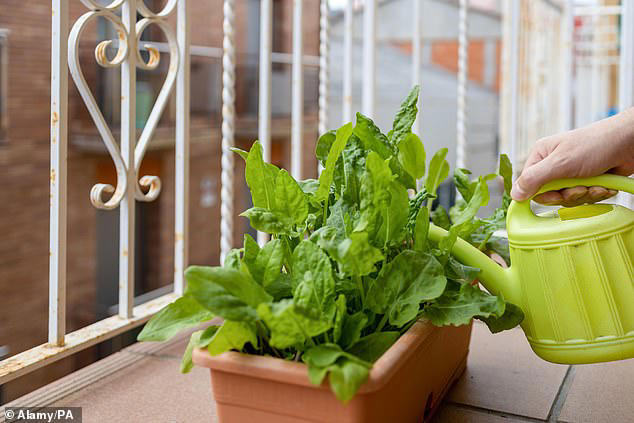 In full bloom! Turning your balcony into a mini garden could improve ...