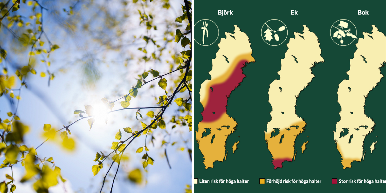 Varning för höga halter av pollen i dagarna