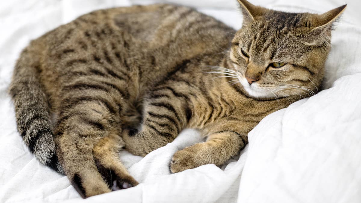 Picky tabby cat makes mom restart bedtime routine until it’s perfect