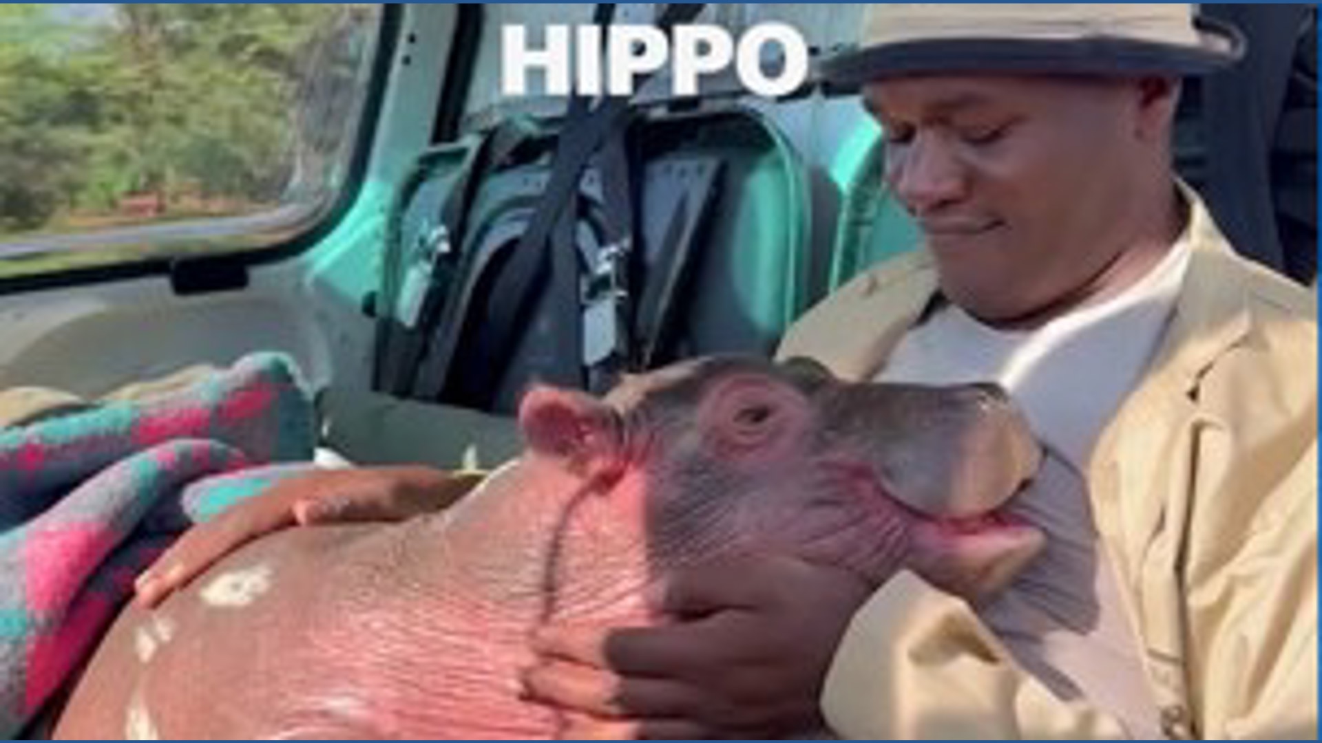 Bumpy the orphaned hippo