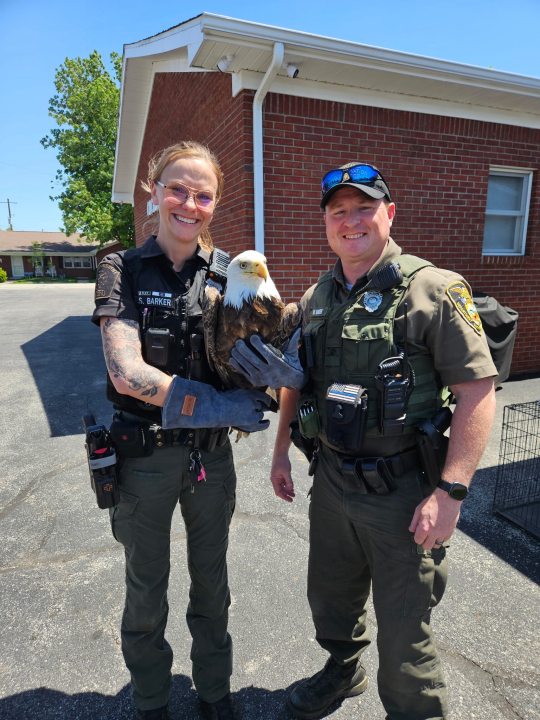 Cicero police officer rescues injured bald eagle