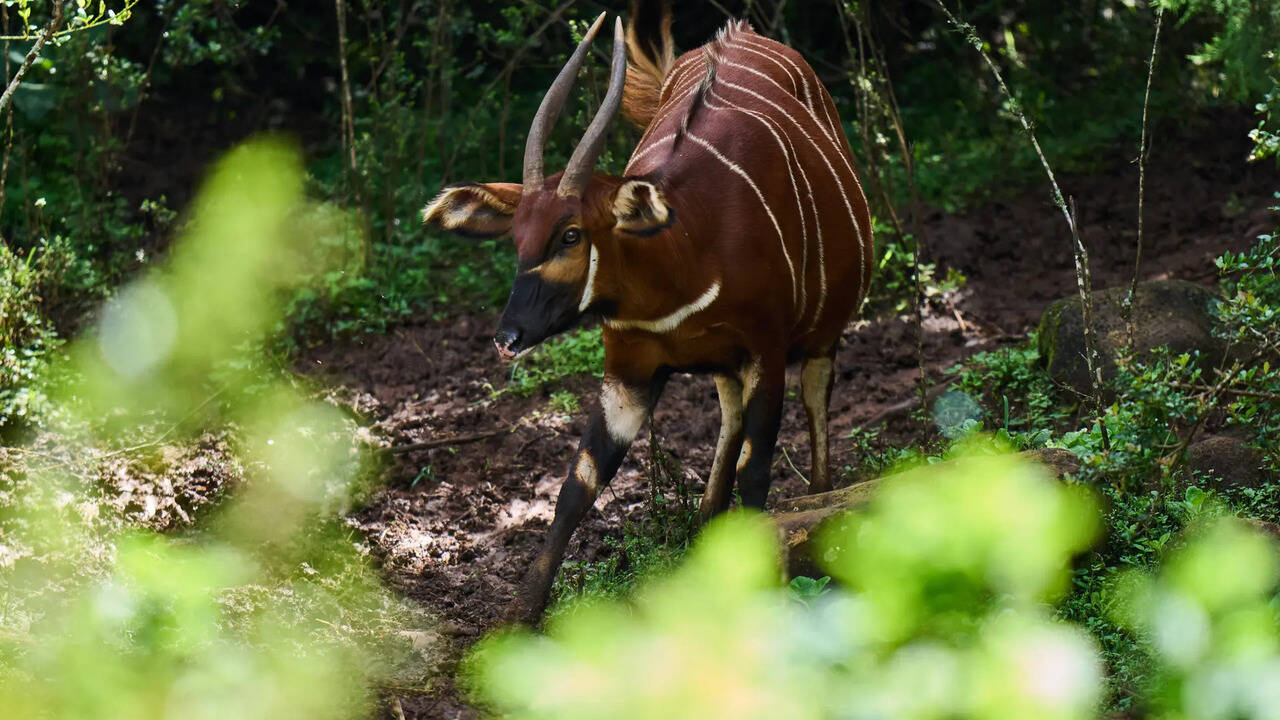 Conservationists reintroduce critically endangered mountain bongo in Kenya