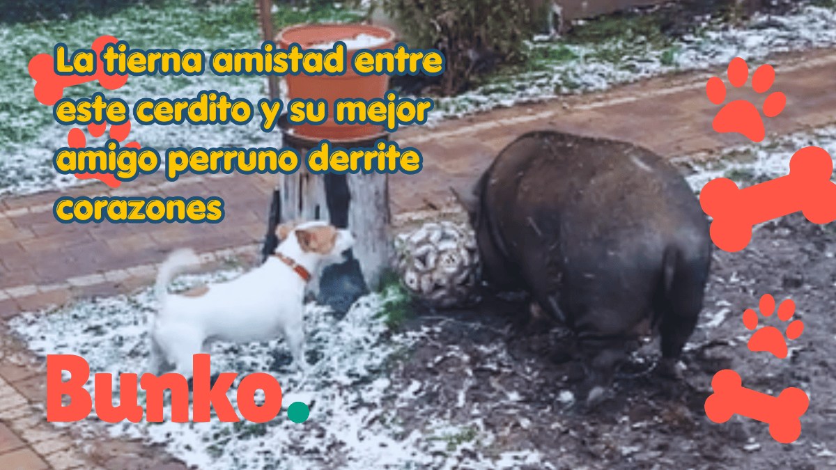 Un perrito y un cerdito demostraron que la amistad no tiene especies