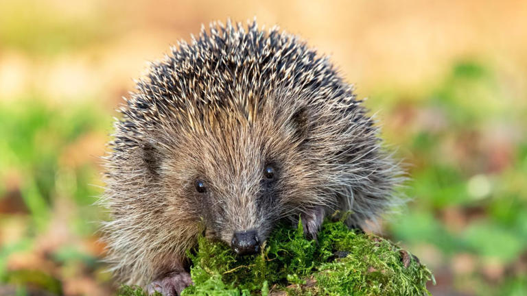How tiny 'backpacks' and sniffer dogs could save hedgehogs from extinction