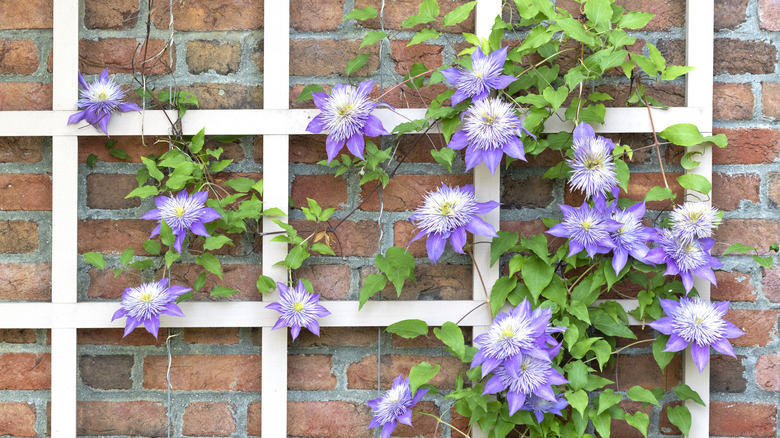 15 flowers to plant in May for beautiful blooms all summer long