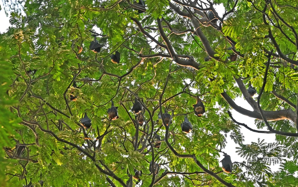 Why bats might be your garden’s secret heroes