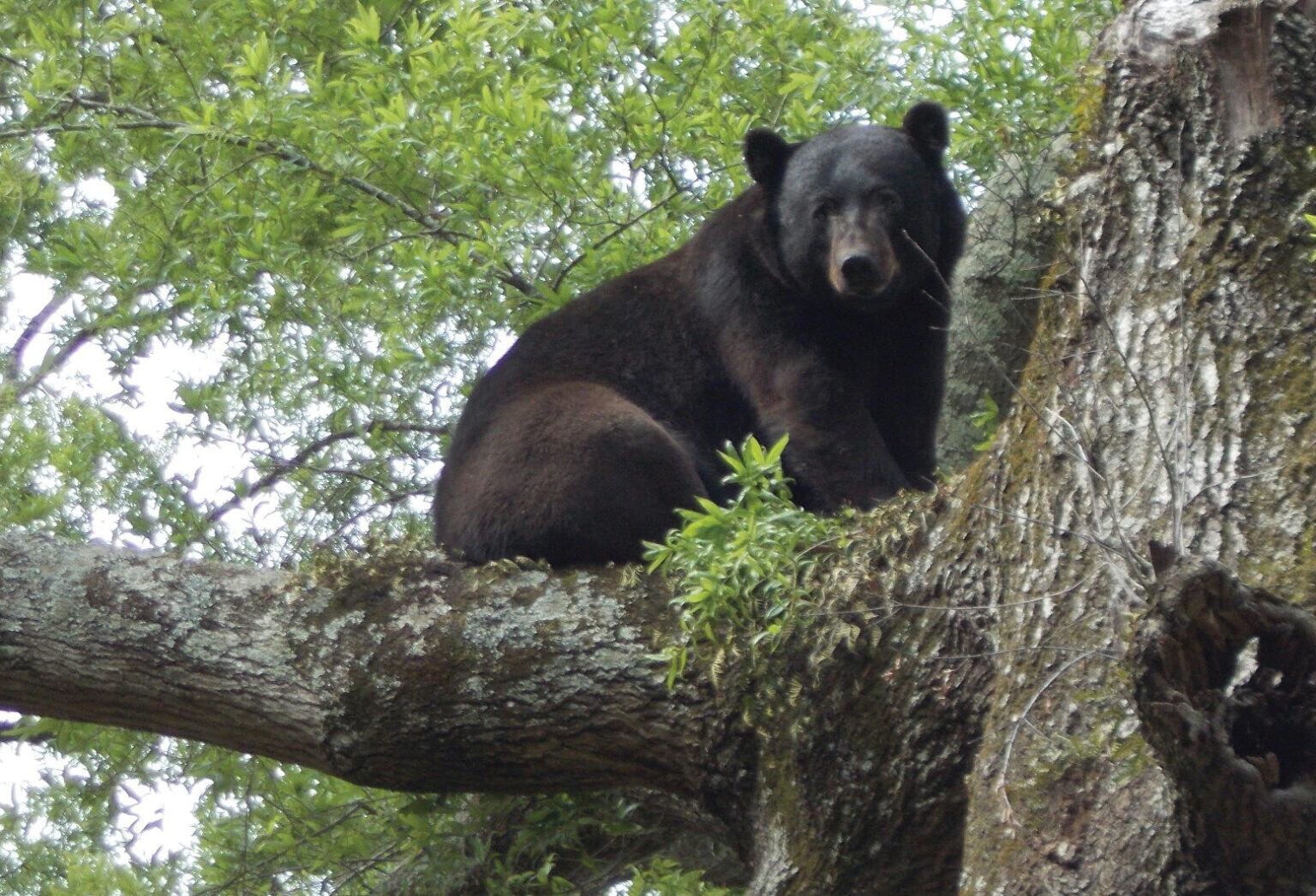 Officials say Louisiana’s black bear bounty could boost hunting this year