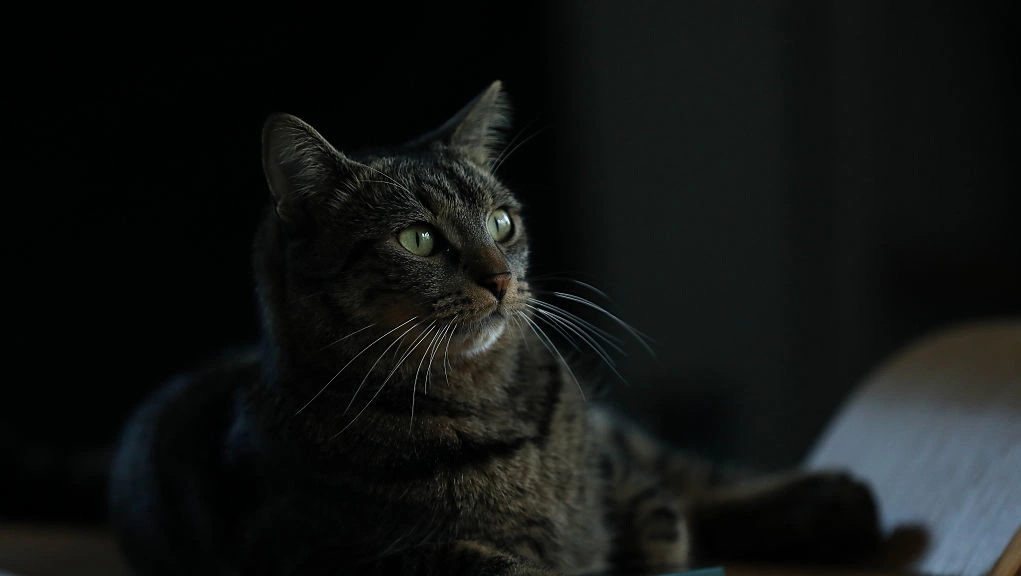Keeping your indoor cat happy and healthy