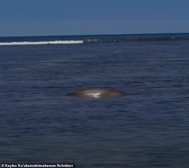 Hawaii Tourist’s Bold ‘I’m Rich’ Outburst After Throwing Rocks at Seal ...