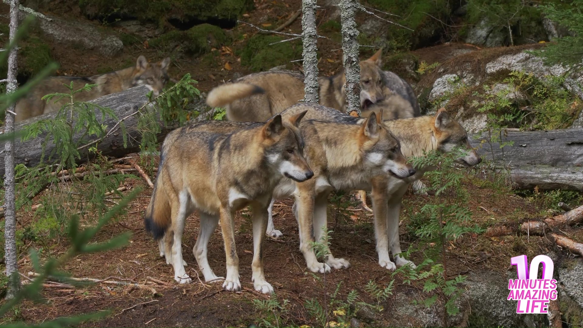 Wilde wolven blijven alert tijdens bosverkenning