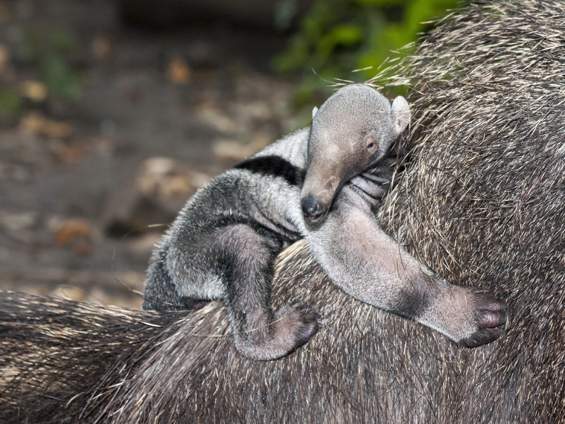 How animal moms carry their young