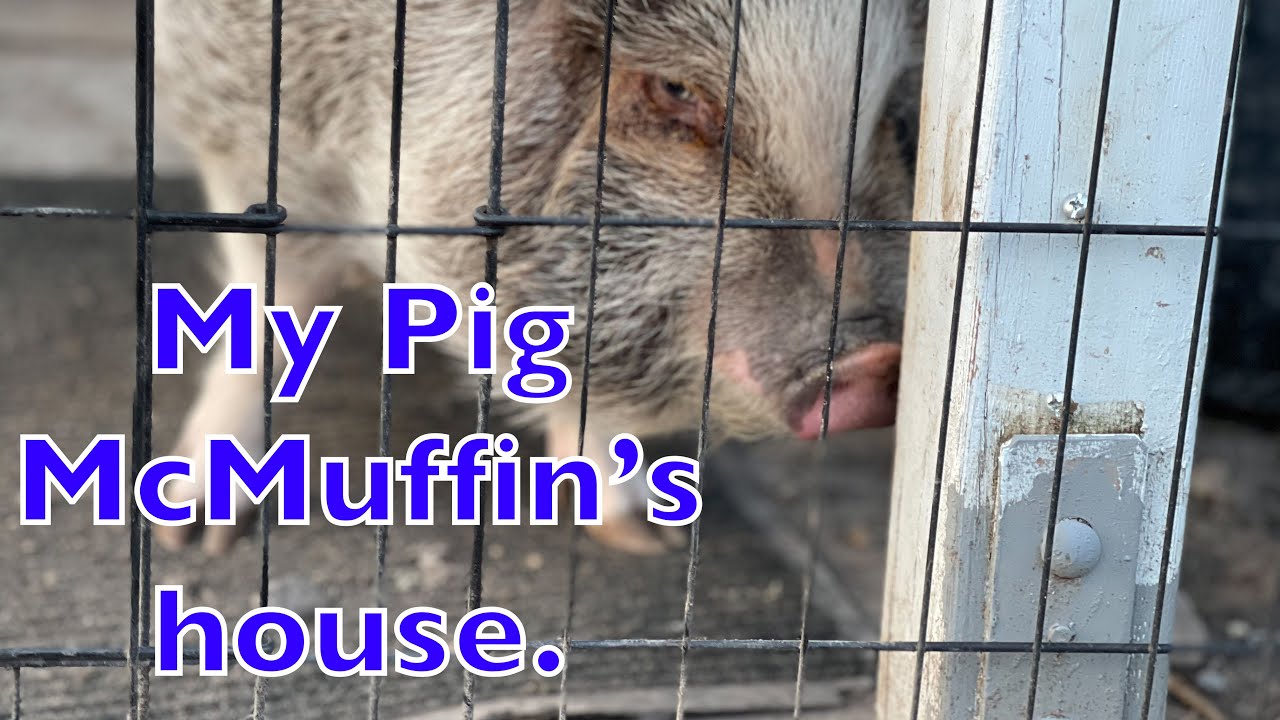 Where my pig McMuffin lives