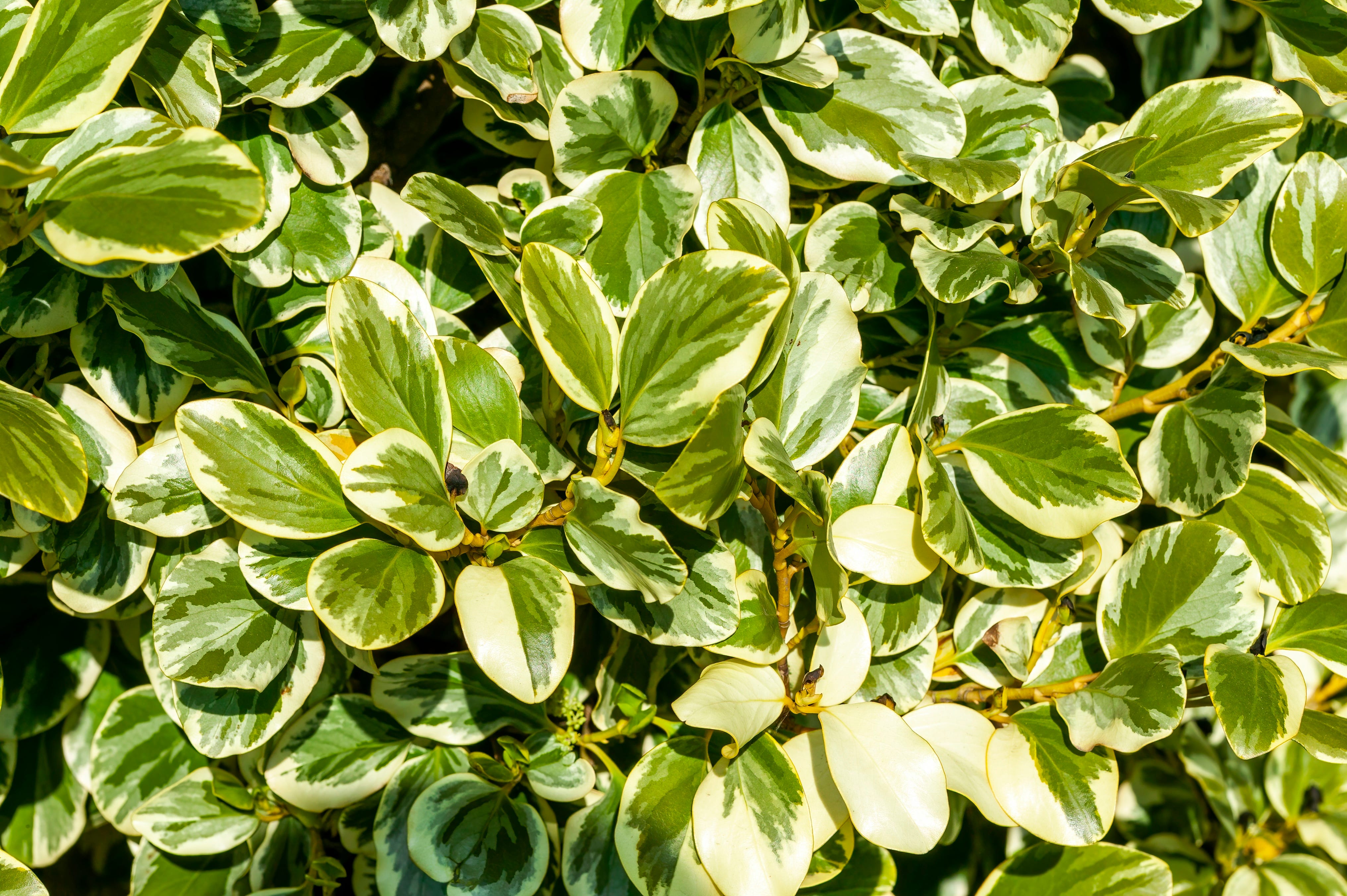 6 fast-growing hedges that block out neighbours within a year