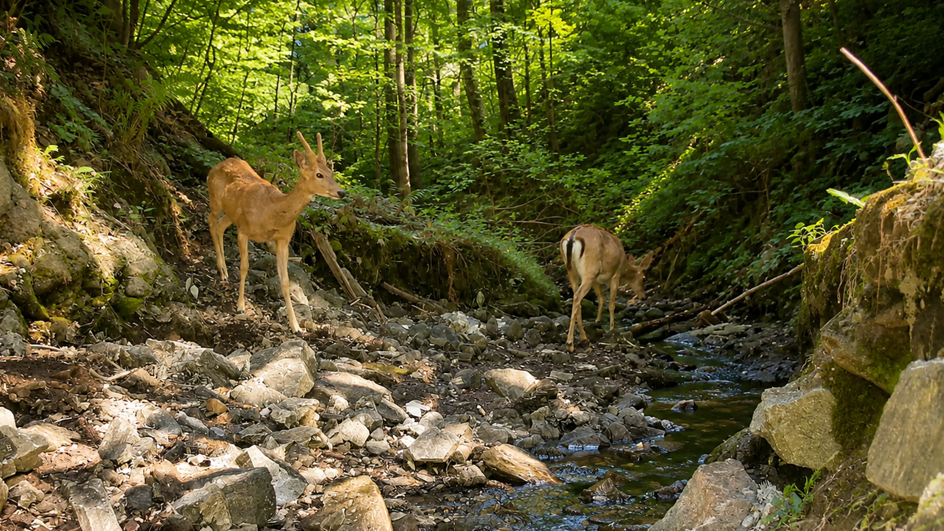 Wild deer crossing a shallow stream caught on camera
