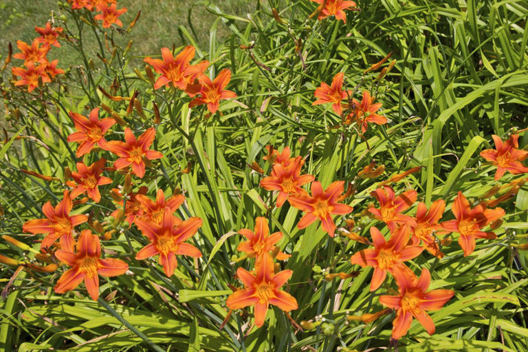 We asked a gardener which perennials are overrated—4 she says you ...